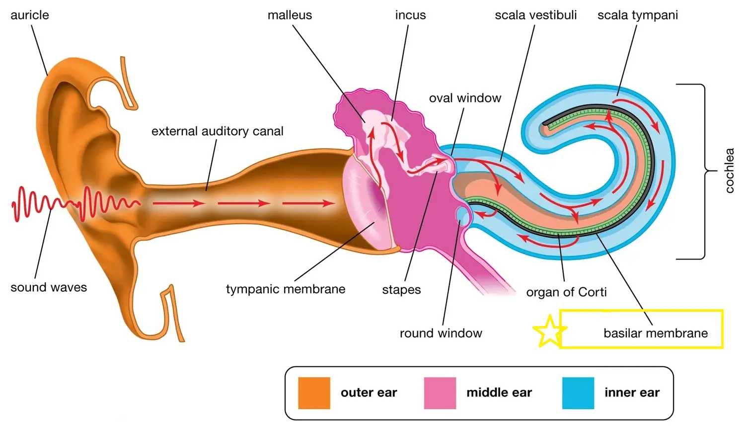 Why Soft Sounds Sound Soft and Loud Sounds Sound Loud (The Amazing ...